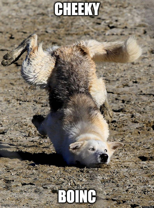 Dog stumble - Imgflip