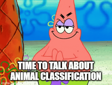 Evil Patrick - Imgflip