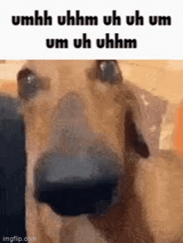 Animated GIF - Imgflip