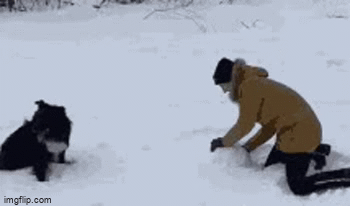 Dog snow ball - Imgflip