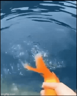 Animated GIF - Imgflip