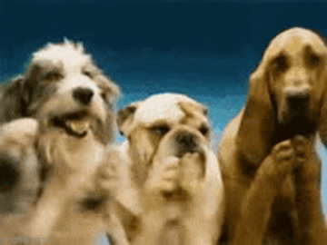 Dogs clapping - Imgflip