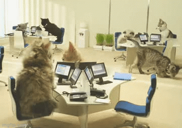 Cats at work - Imgflip