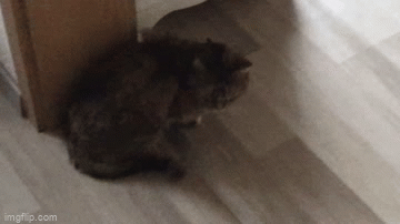 “Didn’t I do it for you? ≧ ≦” - Imgflip