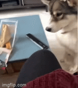 No, That's My Sammich - Imgflip