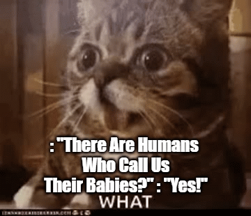 Humans Scaring Kittens - Imgflip