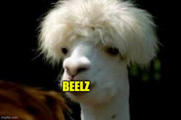 bad hair day llama - Imgflip