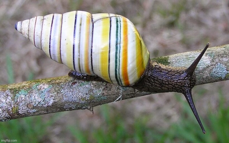 Candy cane snail (native to the Caribbean Islands) - Imgflip