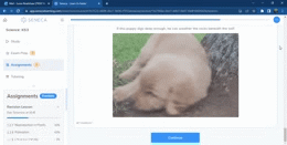 seneca puppy did gif - Imgflip