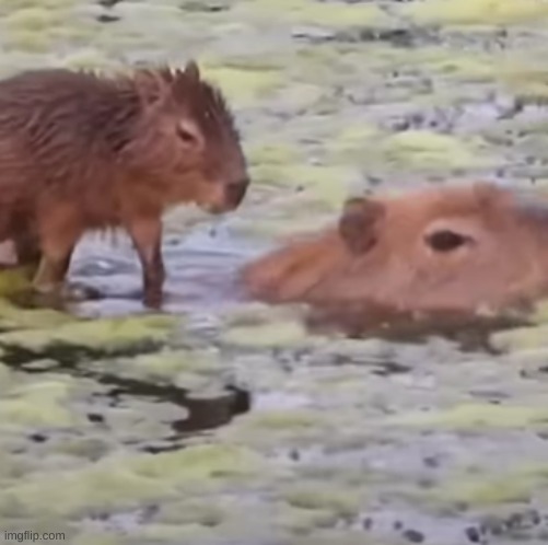 THE CAPYBARA EXPRESS - Imgflip