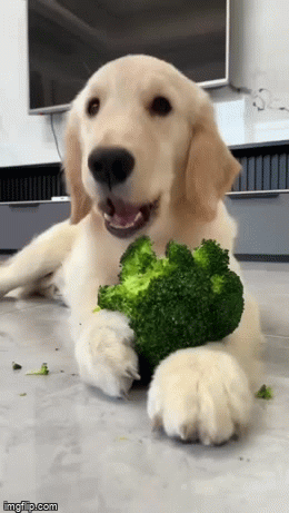 This Dog Enjoying a Snack - Imgflip