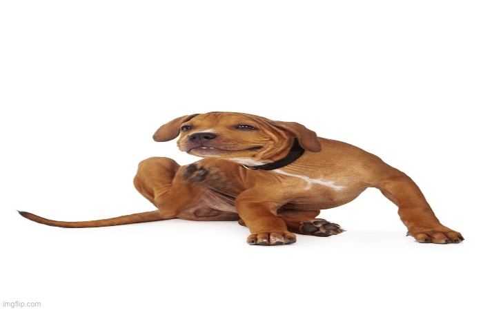 Why did I make this - Imgflip