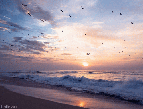 Animated GIF - Imgflip