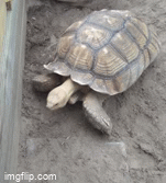 Turtle - Imgflip
