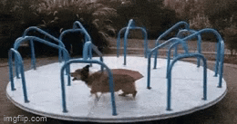 Run in a Infinite Loop! - Imgflip