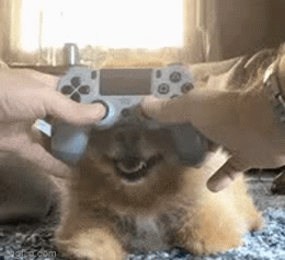Dog gaming controller - Imgflip