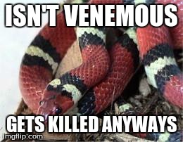 Bad luck King Snake - Imgflip