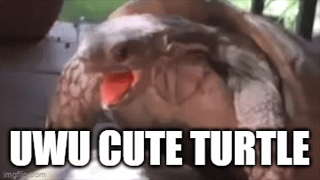 tutle - Imgflip