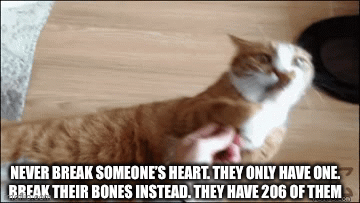 Cat took the bones - Imgflip