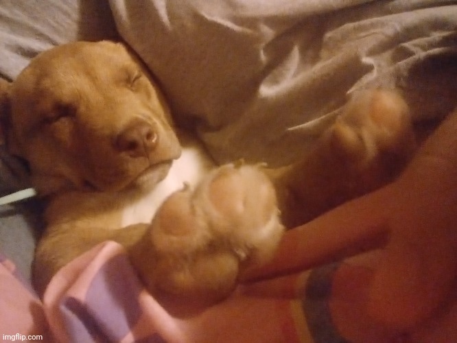 bozo fell and went back to sleep - Imgflip