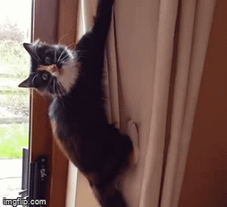 Cat curtain climb - Imgflip