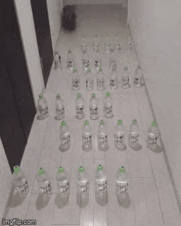 Doggo bottle maze - Imgflip