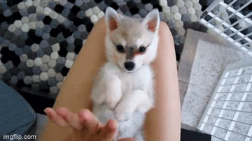 Baby fox high-five!? - Imgflip