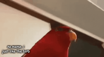 i just like the birb, ok. - Imgflip