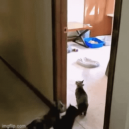 Playing catch - Imgflip