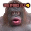 this monke died - Imgflip