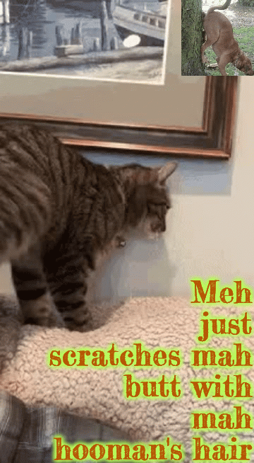 Butt Scratcher - Imgflip
