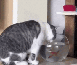 Cat fish - Imgflip