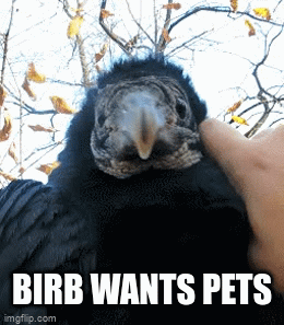 birb - Imgflip