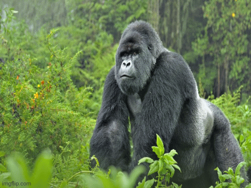 Discover Rwanda - Imgflip