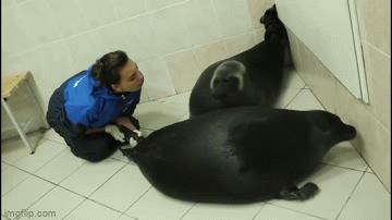 Baikal seal kisses trainer - Imgflip