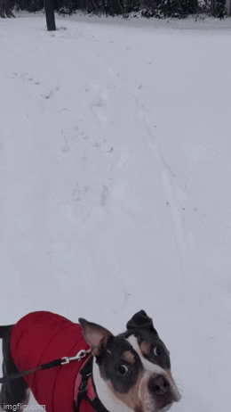 Snow dog catch - Imgflip