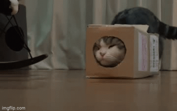 THIS CAT LOOKS LIKE A GOOD TIME. - Imgflip