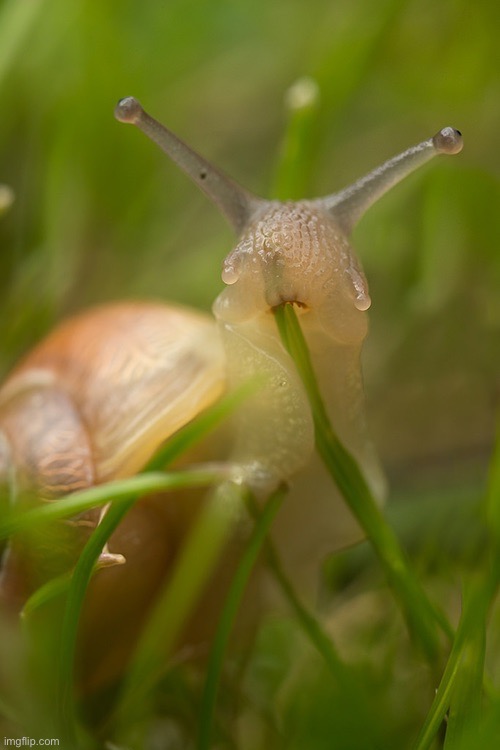 Snail eating 2# - Imgflip