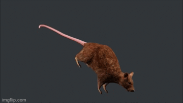 Spinning rat but the quality decreases every second. - Imgflip