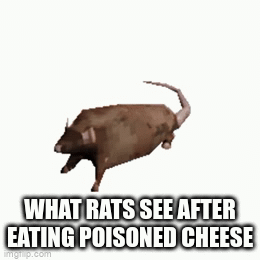 Rat on cheese - Imgflip
