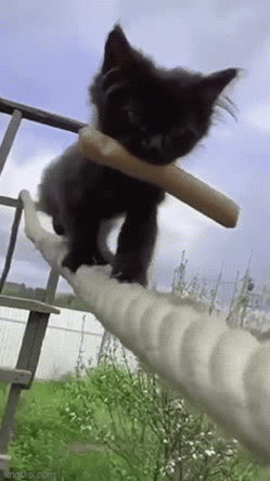 Cat with stick - Imgflip