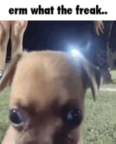 erm what the freak.. Blank Template - Imgflip