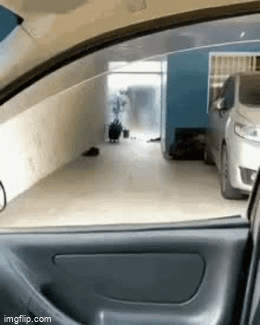 Dog jumps in the car - Imgflip
