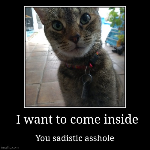 Patient cat - Imgflip