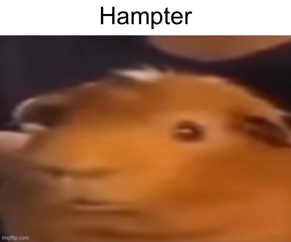 Hampter - Imgflip