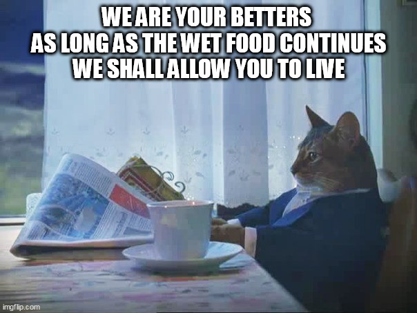 Cat reading newspaper - Imgflip