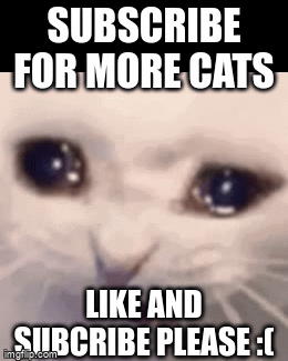 Cat wants you to click this vid - Imgflip