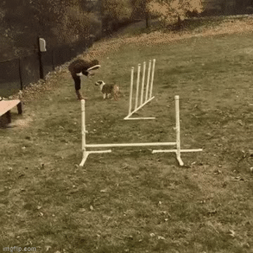 Dog Agility Not Easy, Is It ? - Imgflip