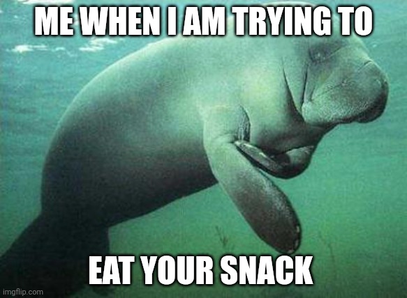 dugong macarena - Imgflip