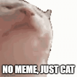 Cat nodding - Imgflip